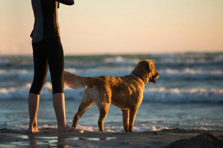 Es Carnatge, Palma – Dog-Friendly Rocky Swim by the Airport (Local Guide)
